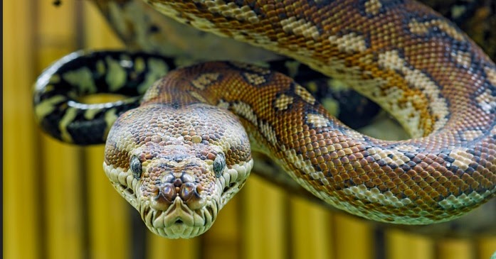 Sheila Craan : The Ugly Snake