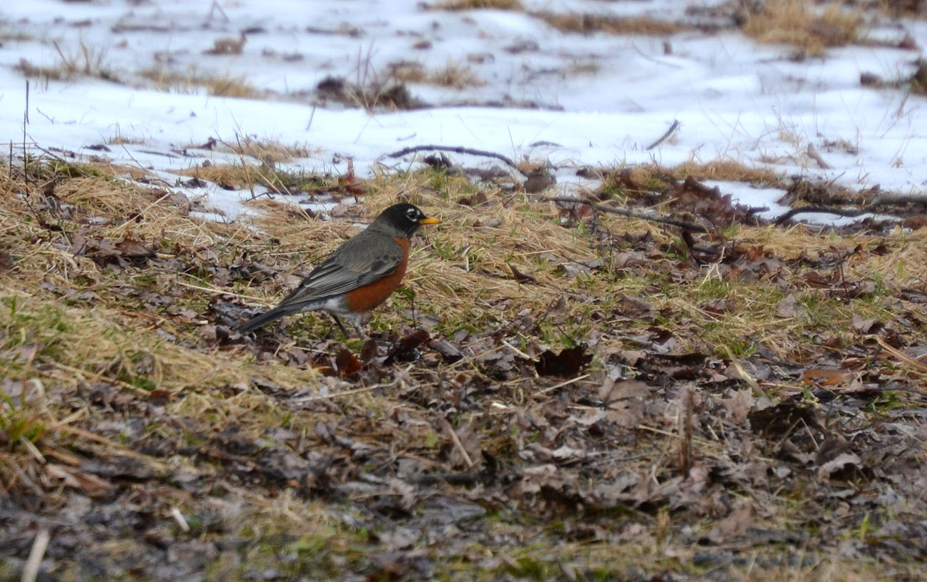 Woods Walks and Wildlife: Happy First Day of Spring!