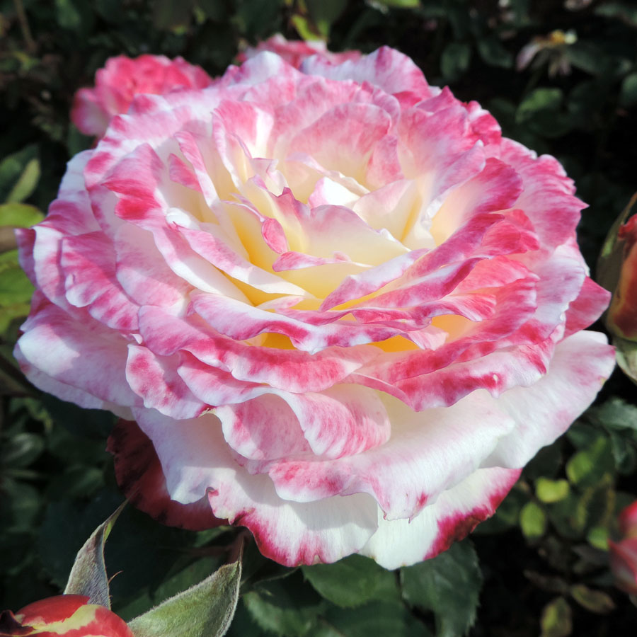 Eden By The Bay: Manito Park in the Fall