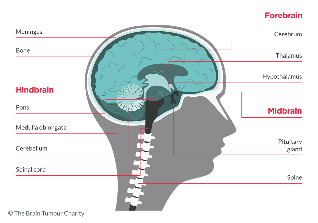 Advance Education Hub: मस्तिष्क की संरचना एवं कार्य(Human brain)