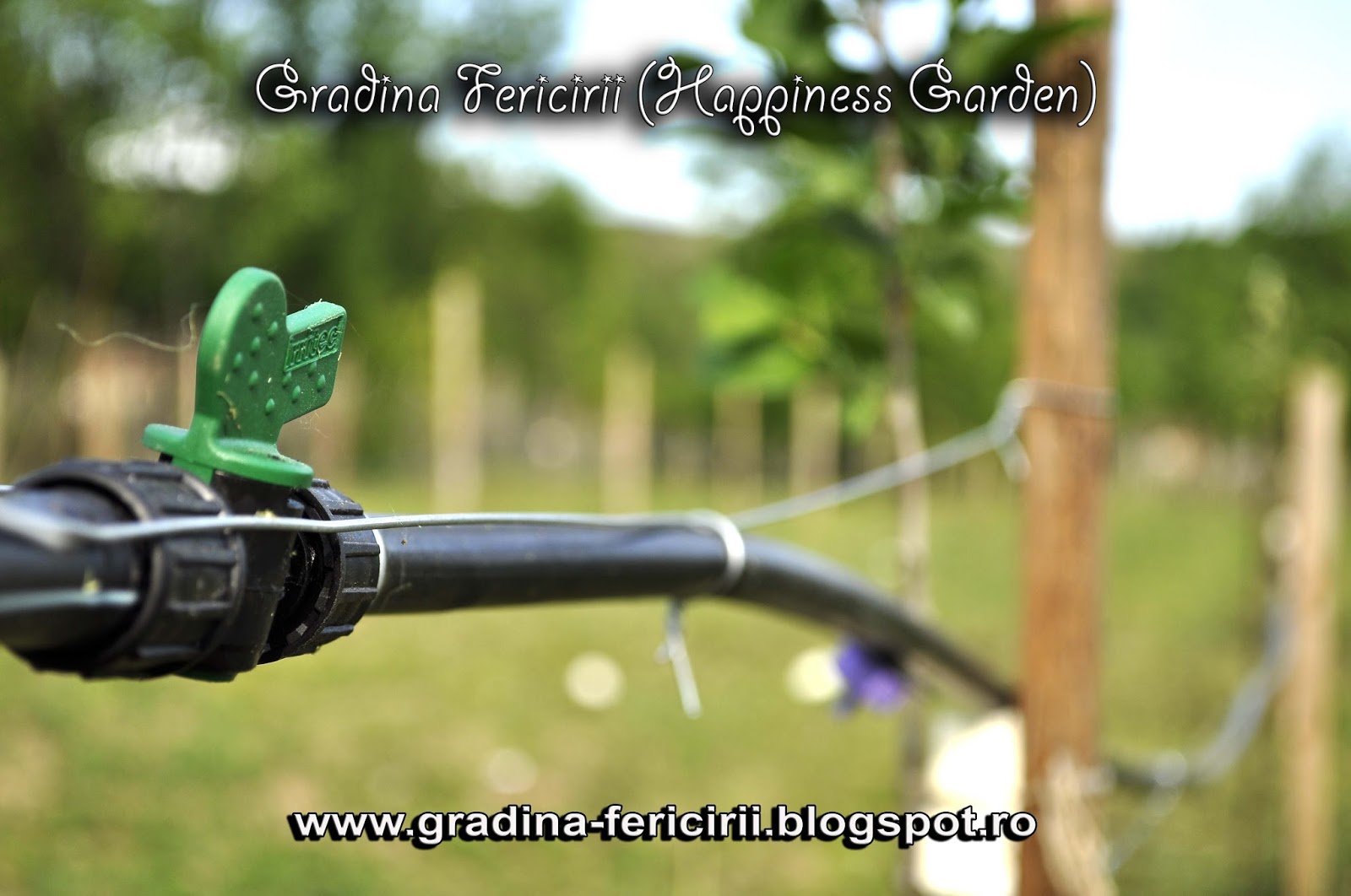 Sistemul de irigație, prin picurare, finalizat / Bonus: imagini din ...