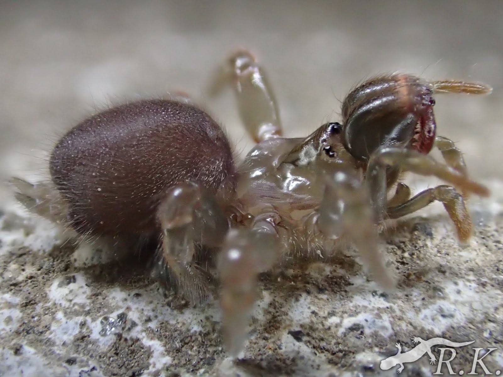 小さな隣人たちの世界: ワスレナグモ Calommata signata Karsch, 1879
