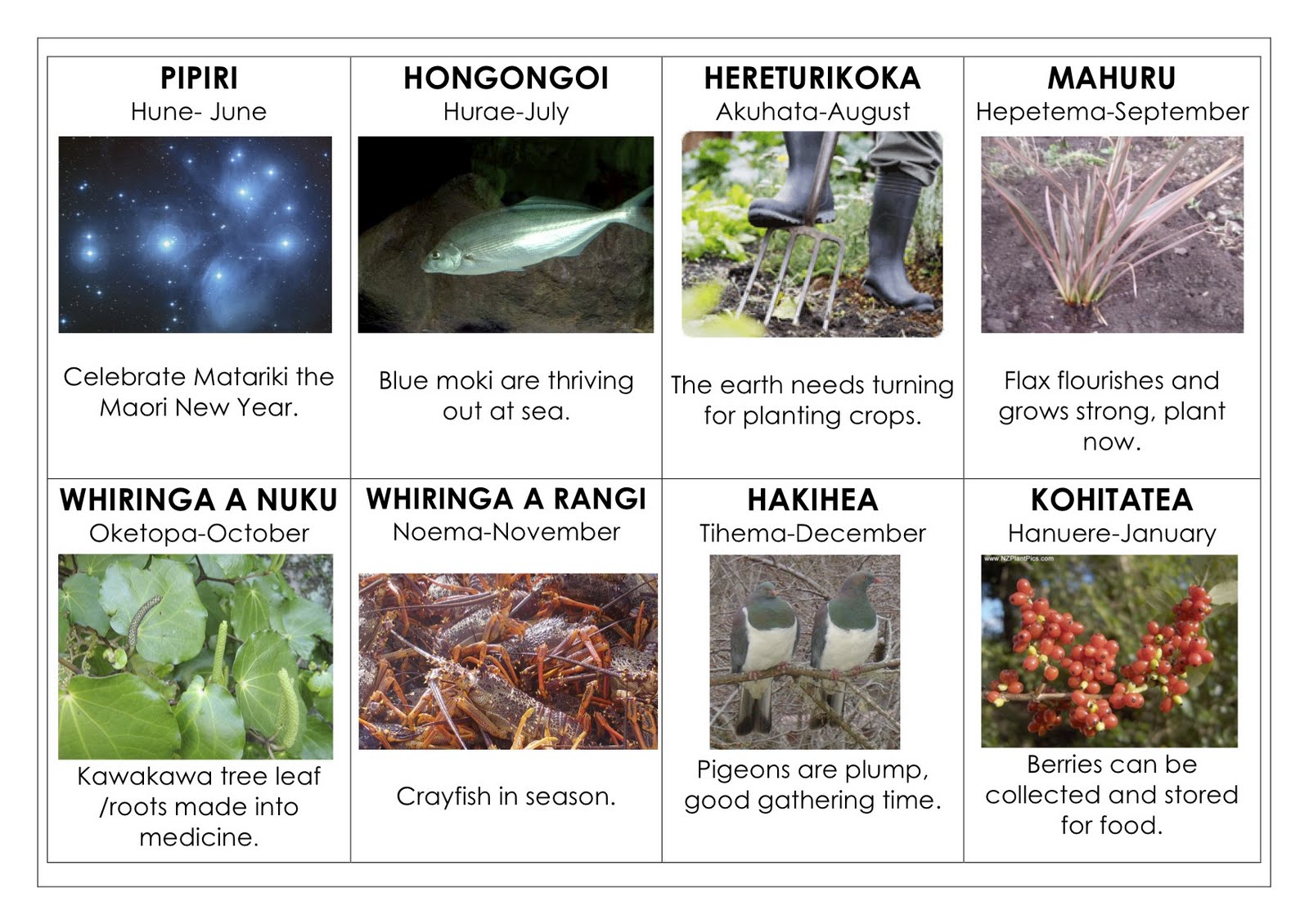 Room 6 Kilbirnie School 2011: Te Reo Maori/Languages