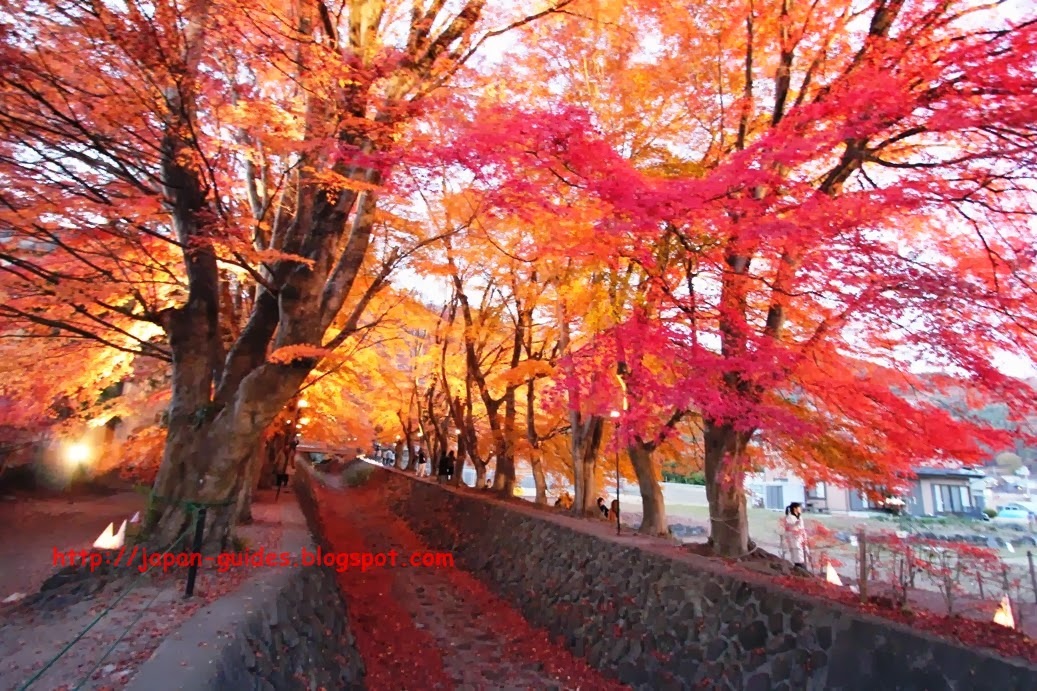อุโมงค์ใบไม้แดง Momiji Kairo คาวากูจิโกะ - Maple Corridor