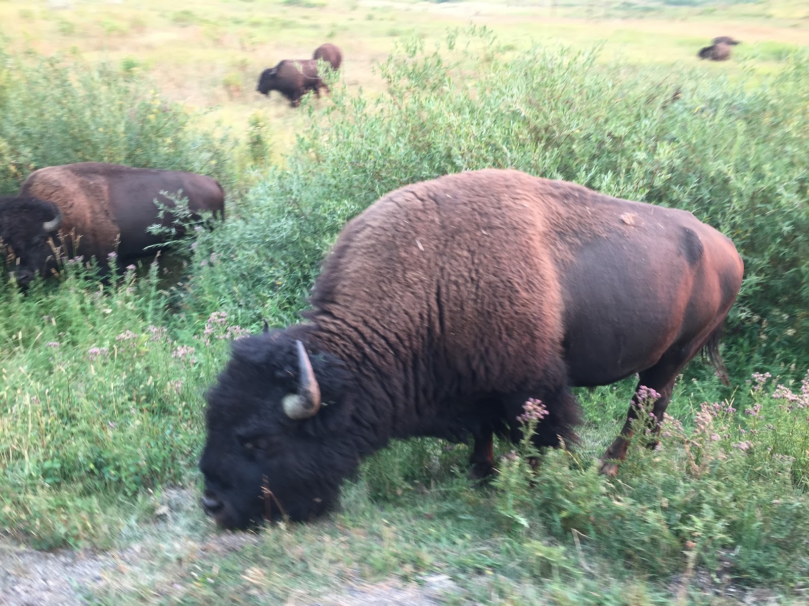 Our Big Adventure: Elk, Bison, and Bear...OH MY!
