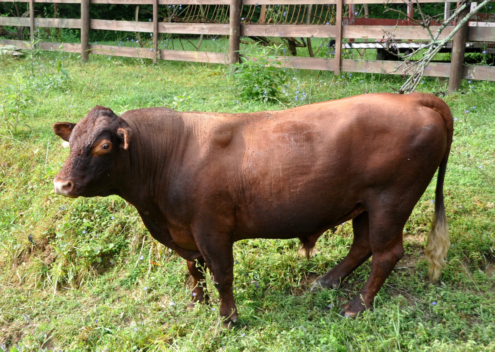 Vicki Lane Mysteries: That's No Bull