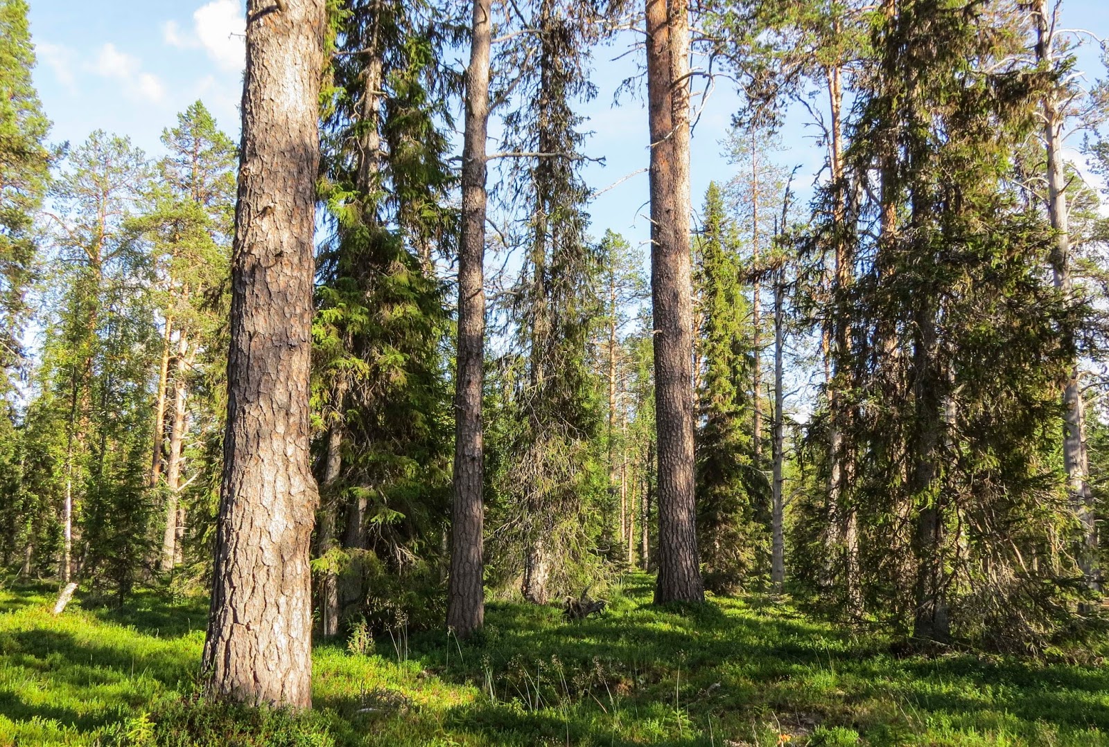 Värriön luontopäiväkirja - Varrio nature diary: Värriön ikimetsää - Old ...