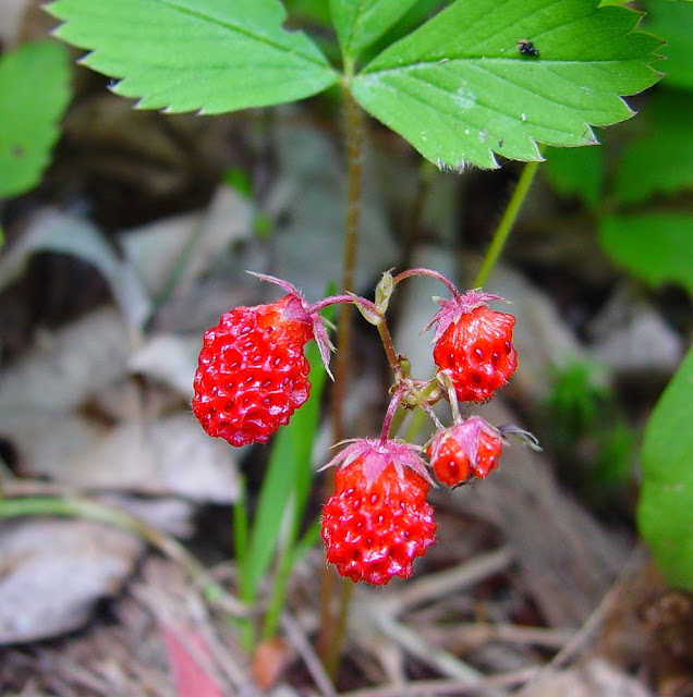 Come Coltivare le Fragole (Fragaria sp.) | Il Gusto Della Natura