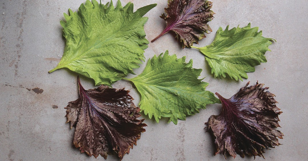 Green Shiso (ใบชิโสะ)