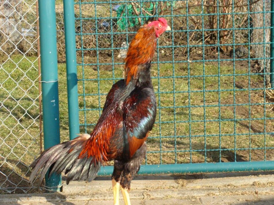 KING GHAZI: Indian Asil