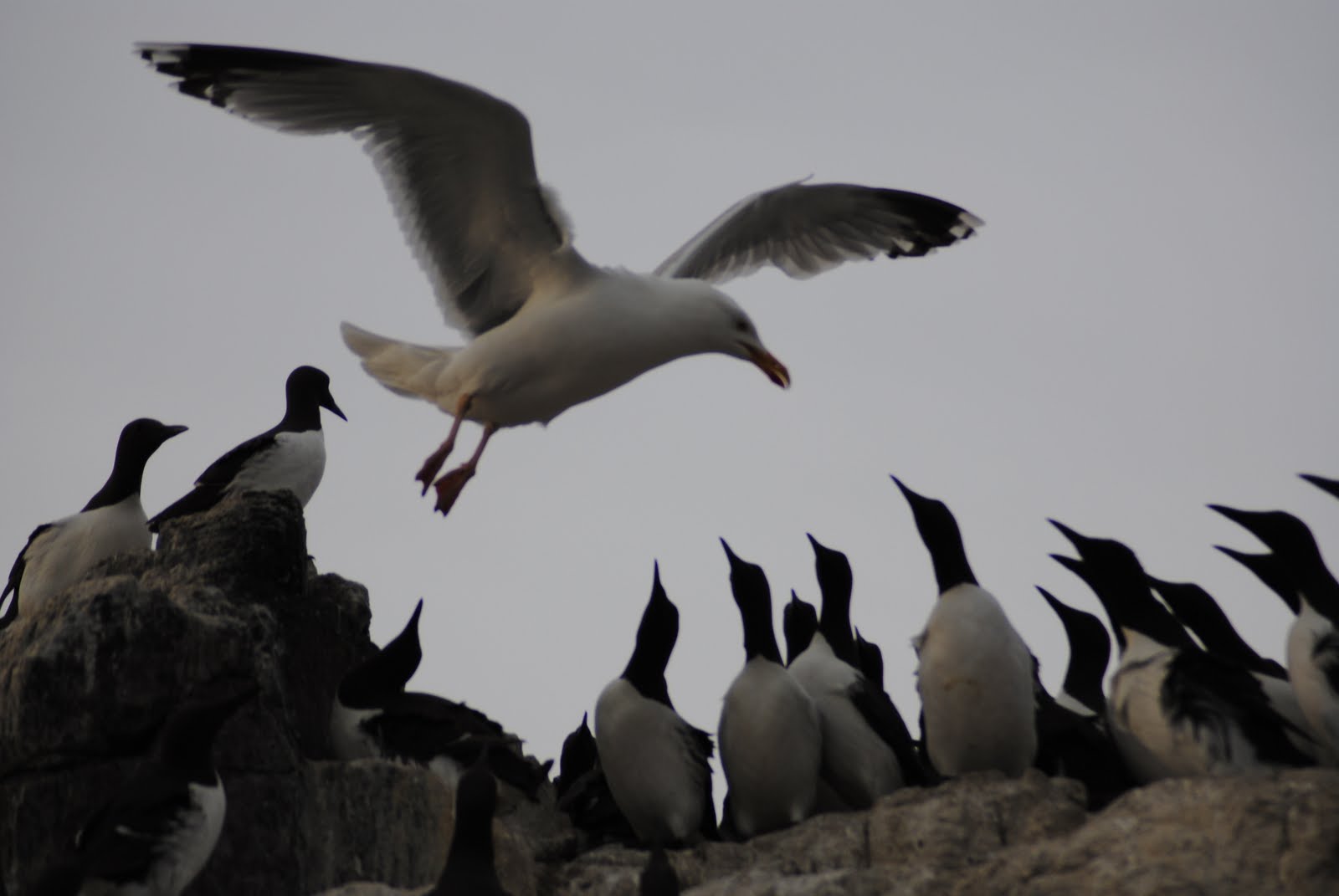 Jumplings - Serenity Farne Islands Boat Tours and Trips