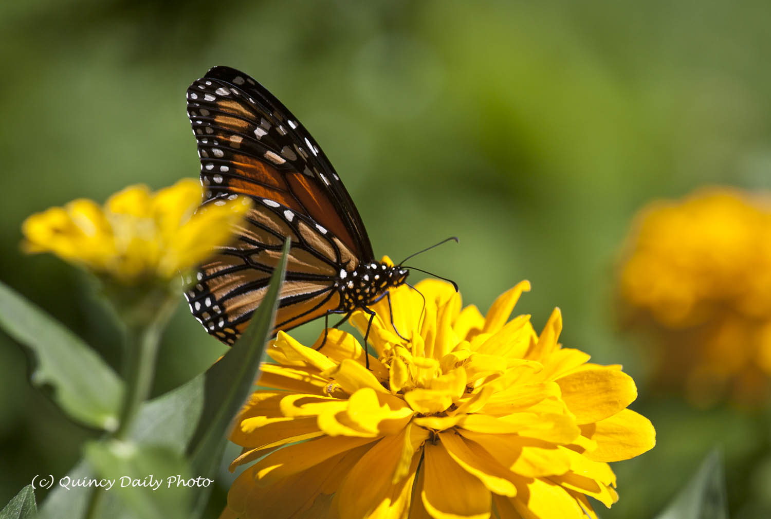 Quincy Daily Photo: King Of the Insect world