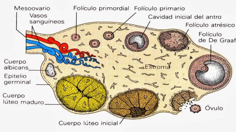 Embriología: La creación de un nuevo ser humano: Ciclo Ovárico
