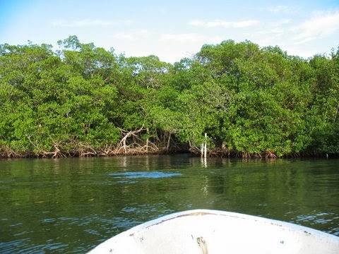 Leap Notes: Calabash Bight With Ross Cook And Beyond