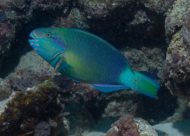 Maurice Pascal et Moi: Le Cateau vert...