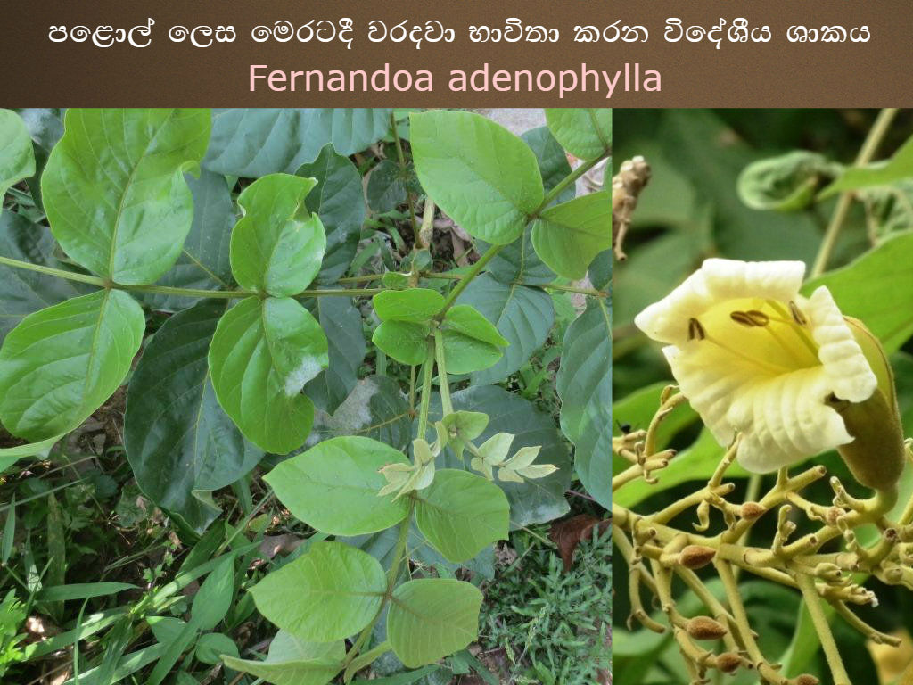 පළොල් [Palol] (Stereospermum chelonoides) ~ අපේ ඔසුපැළ Medicinal Plants ...