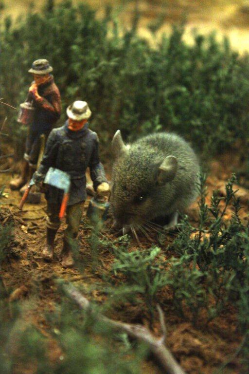 A year in the New England woods: Giant mice