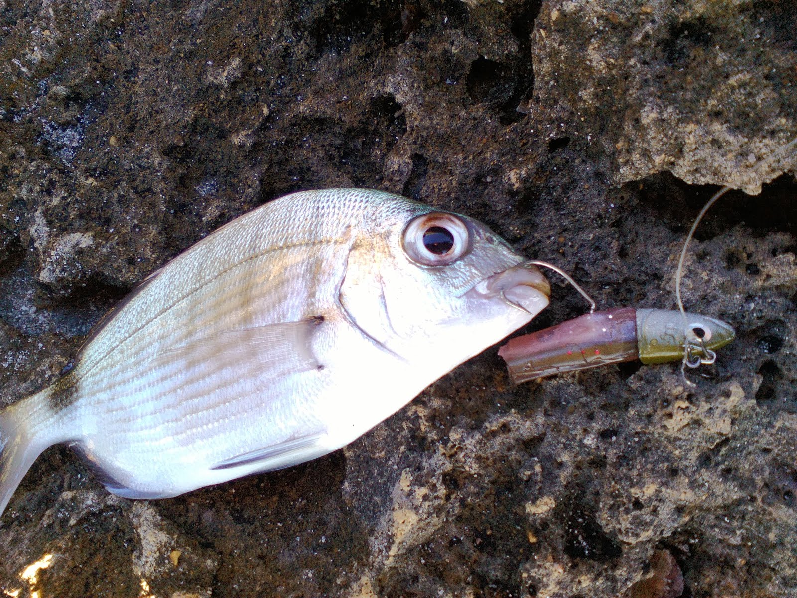 Pesca a Mallorca: Pesca de sards amb Black Minnow