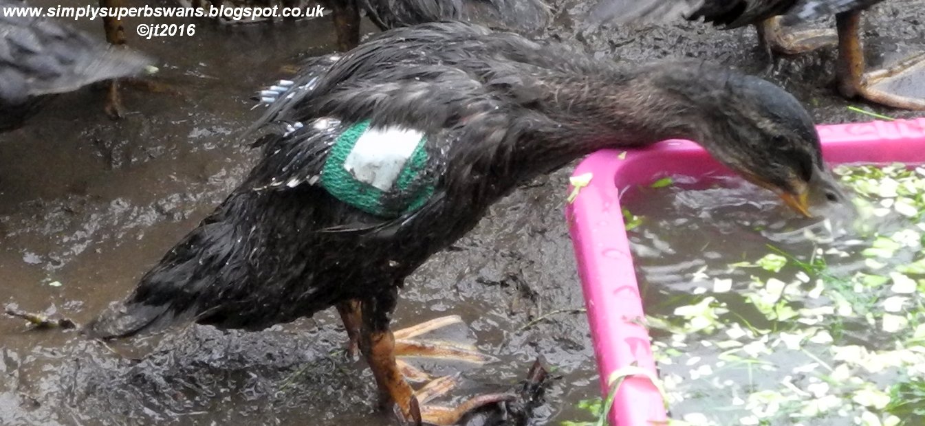 Simply Superb Swans: Angel Wing Fix