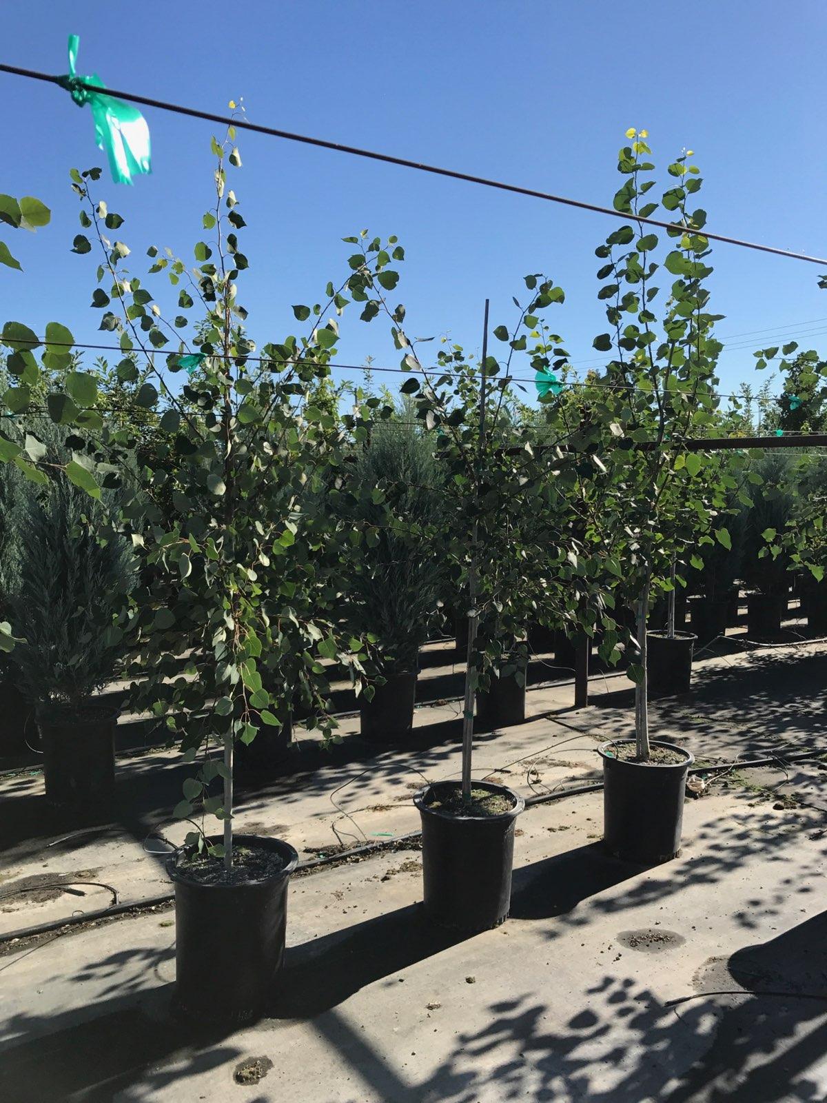 John's Western Tree Plant Photos: Populus tremuloides #15