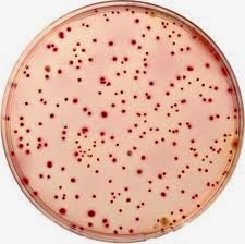 Enterobacterias - Norma GMP B2