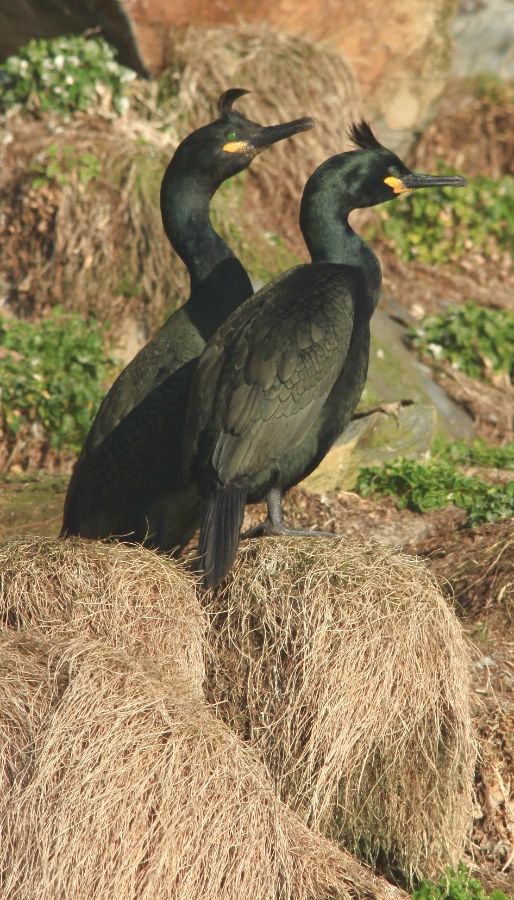 Pehmyt piirto: Hornoyan karimetsot