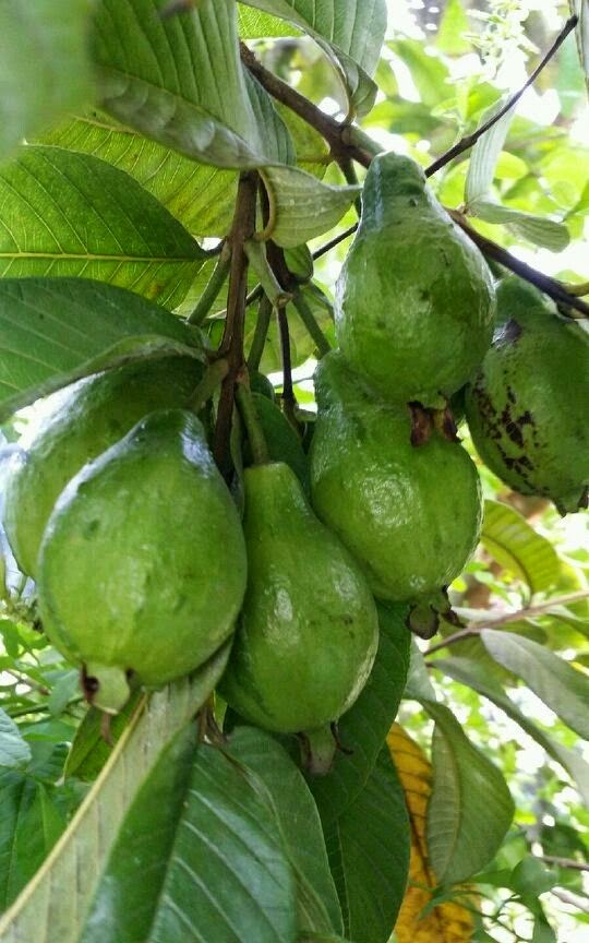 Semillas Tropicales: semillas de guayaba