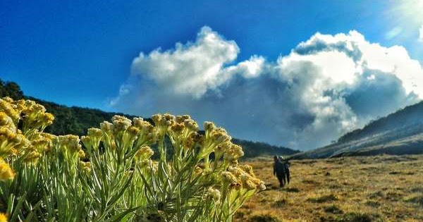 Alun - alun Surya Kencana - Taman Nasional Gunung Gede Pangrango - Indonesia - Rona Dunia