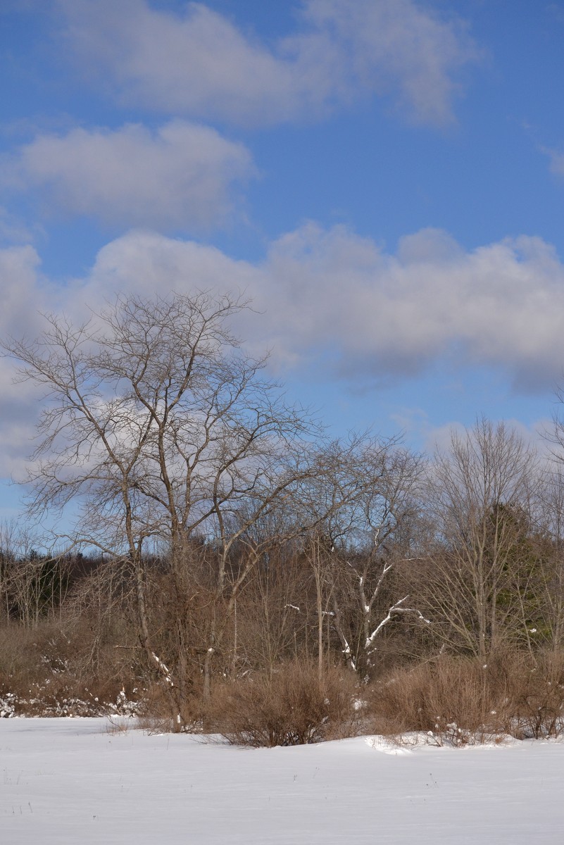Woods Walks and Wildlife: March Snow!