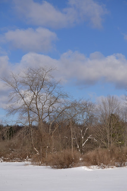 Woods Walks and Wildlife: March Snow!