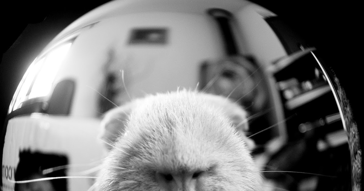 Photobrook Photography: Cutest guinea pig pictures