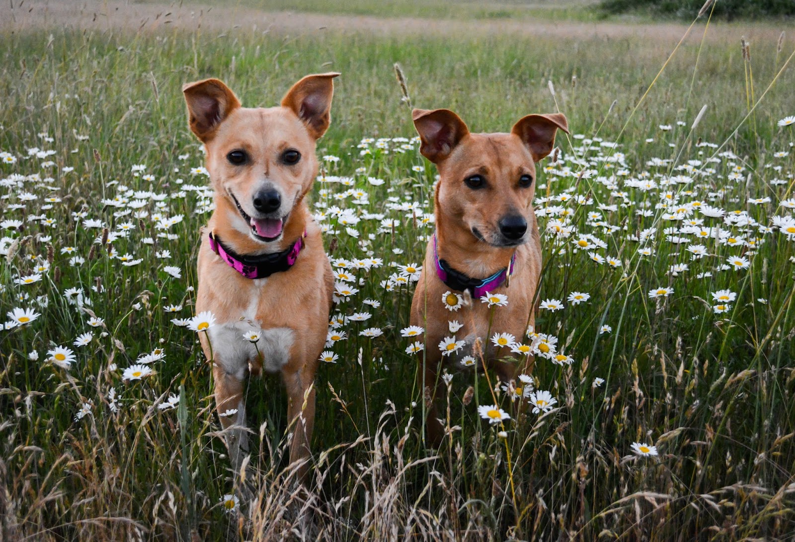 ZoePhee: Rough Week and Sunset Walks!