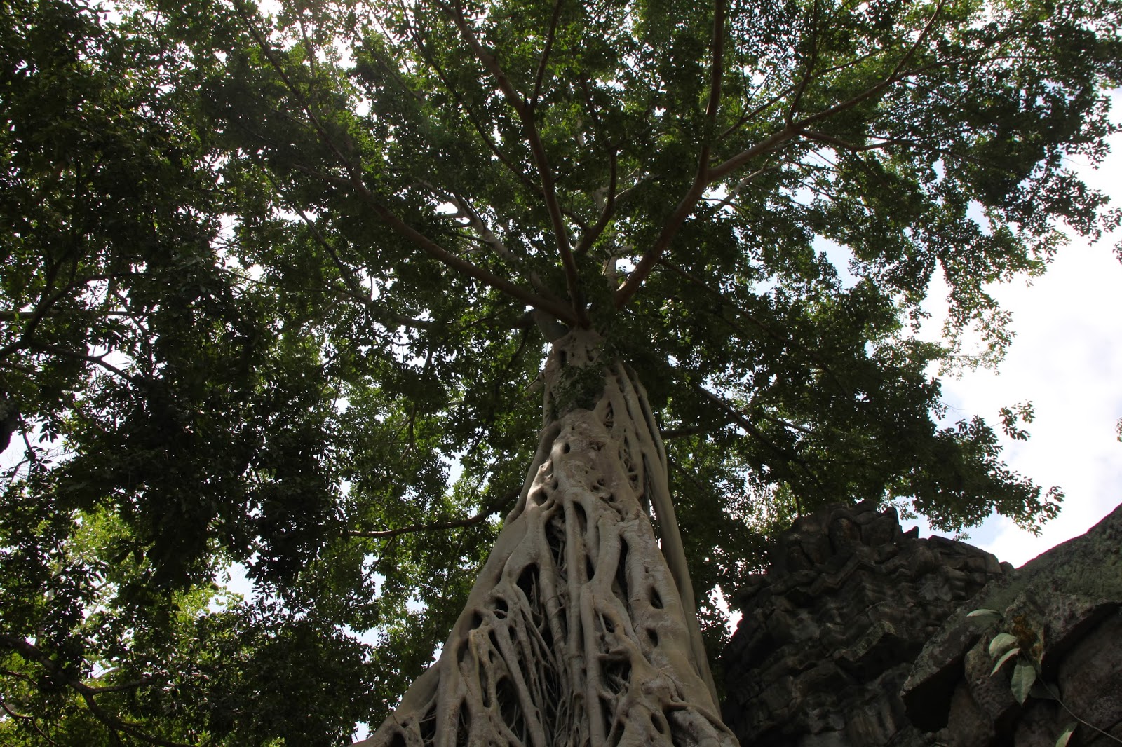 Trees and Plants: Banyan Tree
