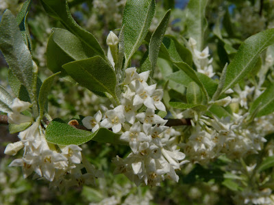 Dendroica: Autumn Olive in Bloom