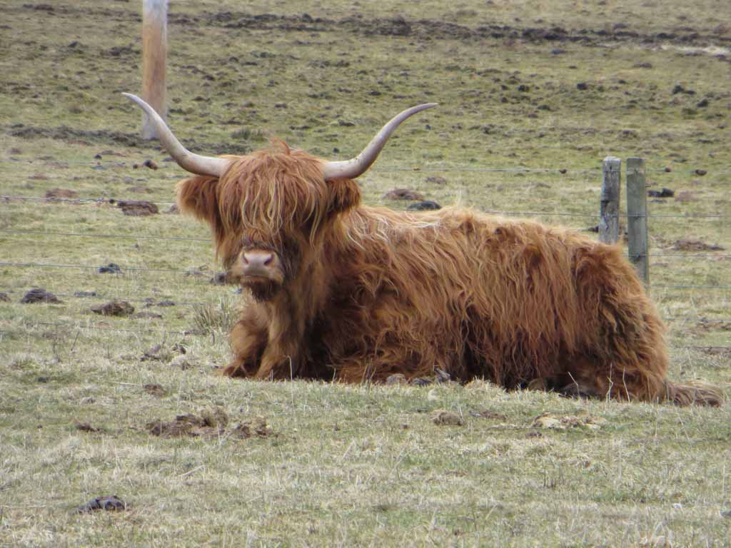 (H)all Around the World: Shetland Ponies and Highland Cattle