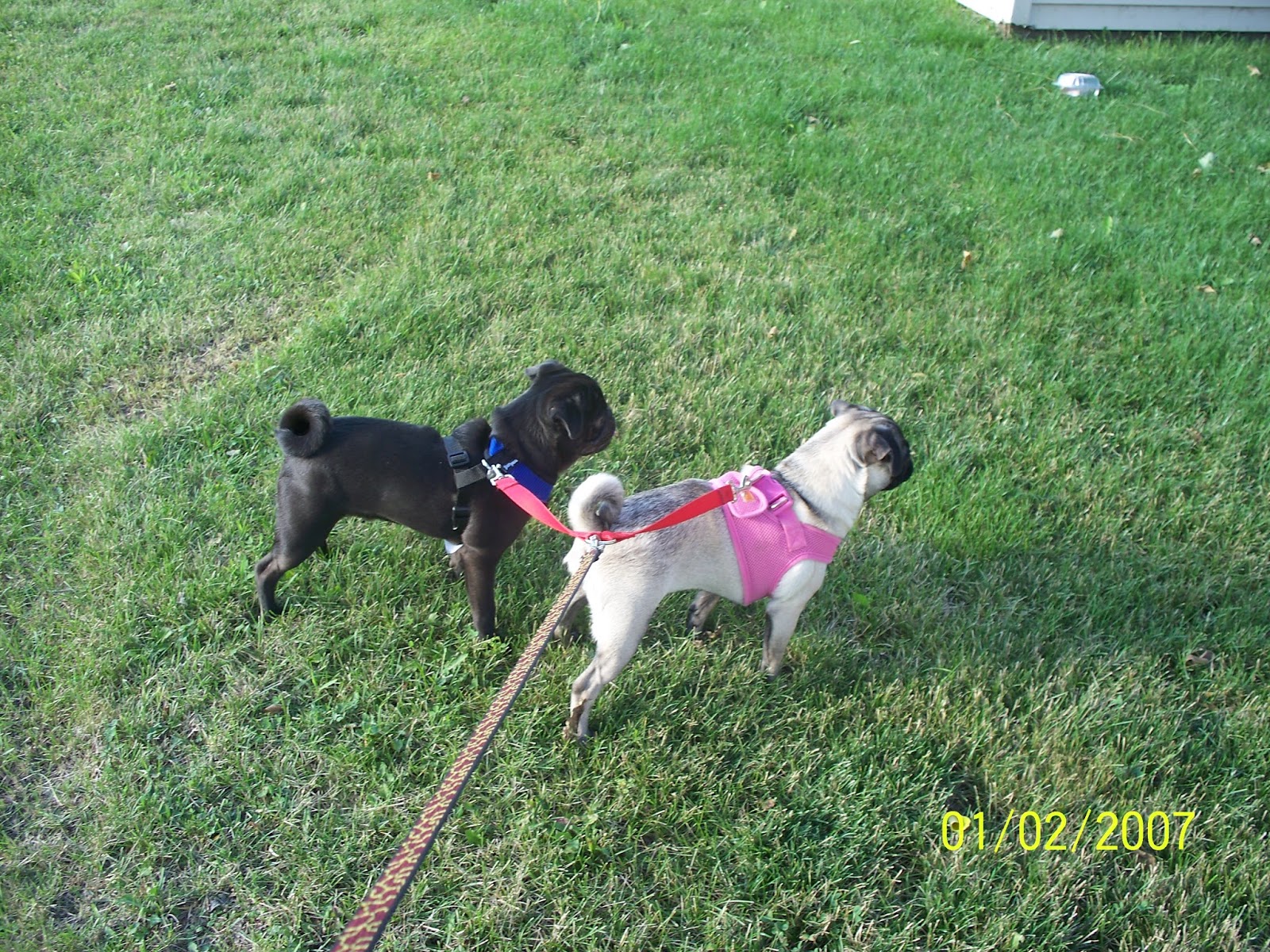 The Three Little Pugs: TGIF