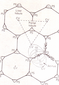 Anatomi, Histologi, dan Fisiologi Hepar