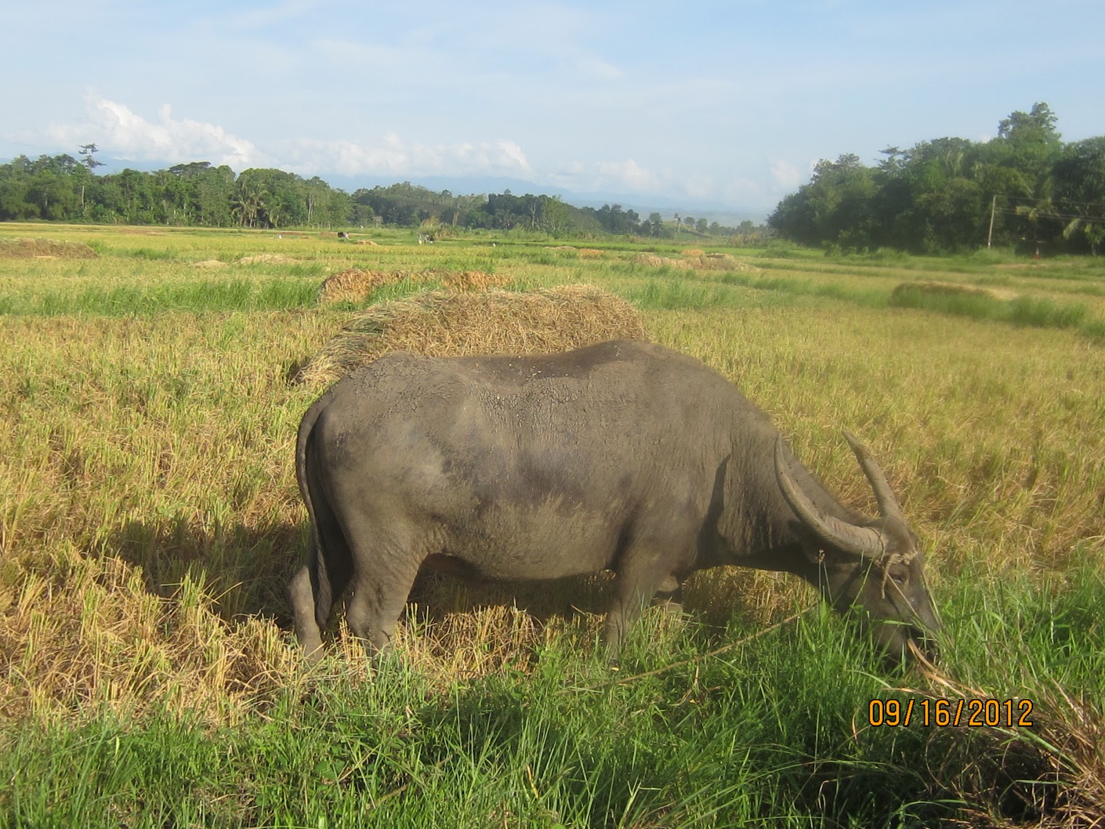Our Philippine Mission: THE CARABAO - WORK HORSE OF THE PHILIPPINES