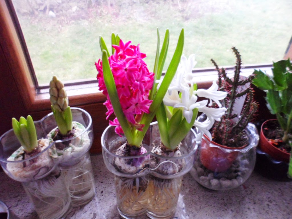 Pollice verde, rosa, rosso...multicolore!