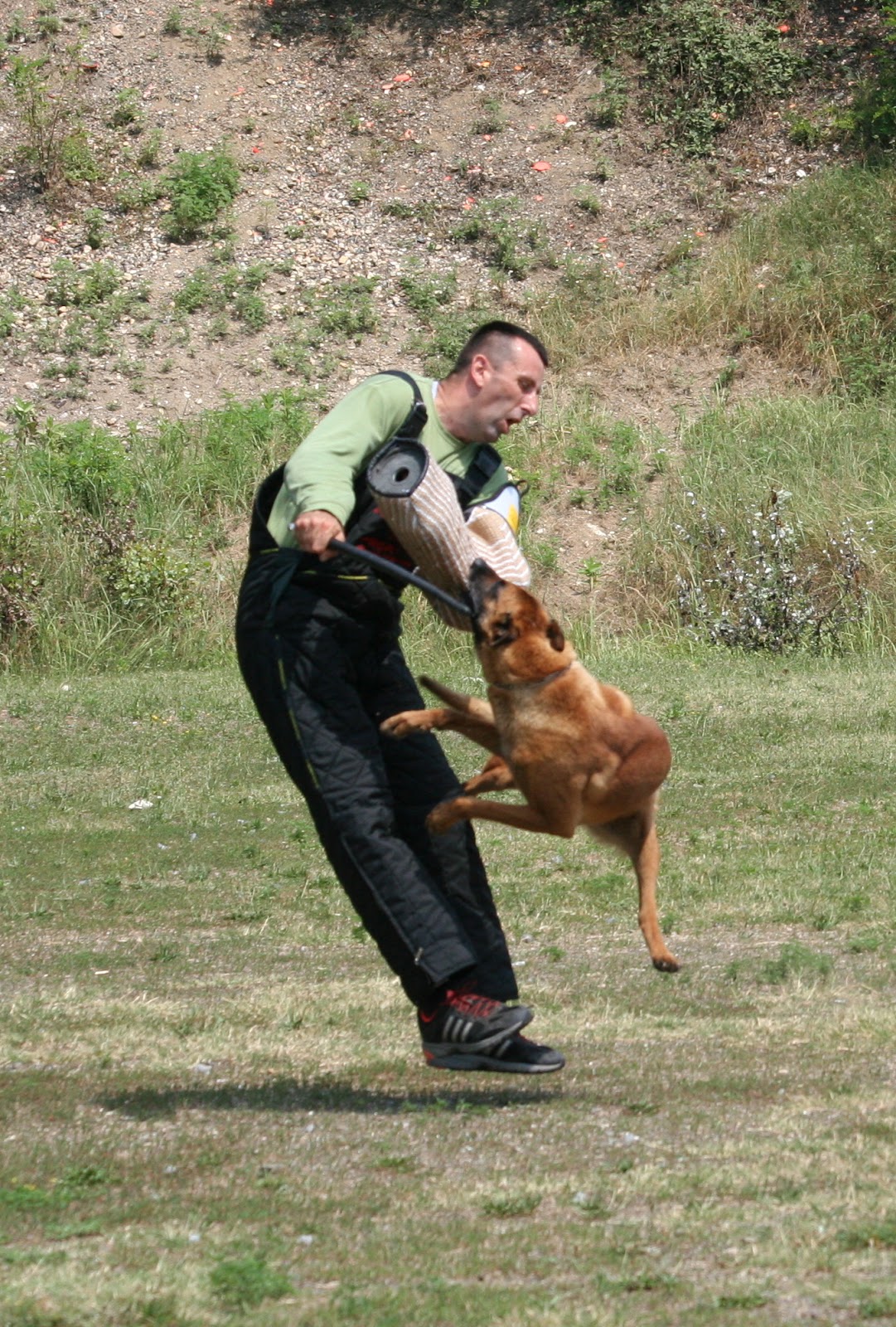 Gelios Dogs: Defense dogs' skills presentation. Lazarevac, July 6