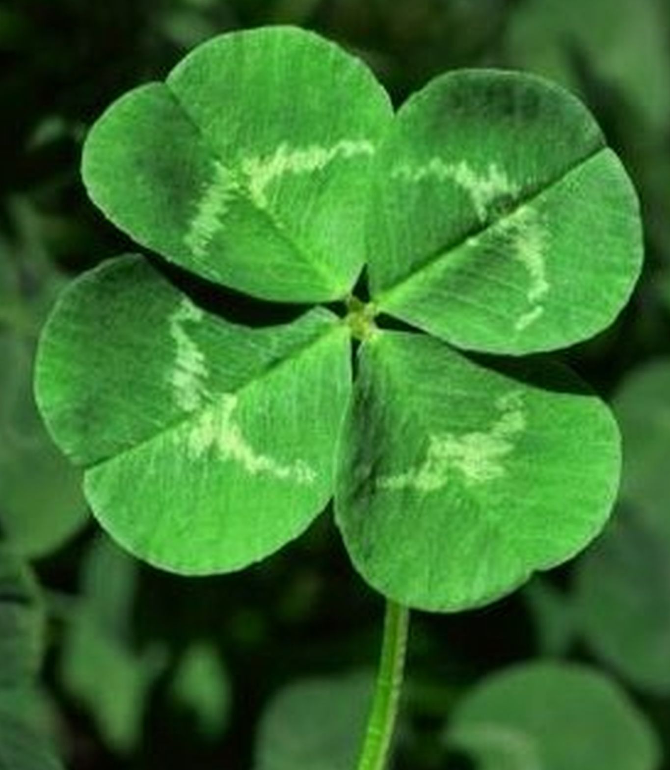 Imagen de trebol de 4 hojas - Imagui