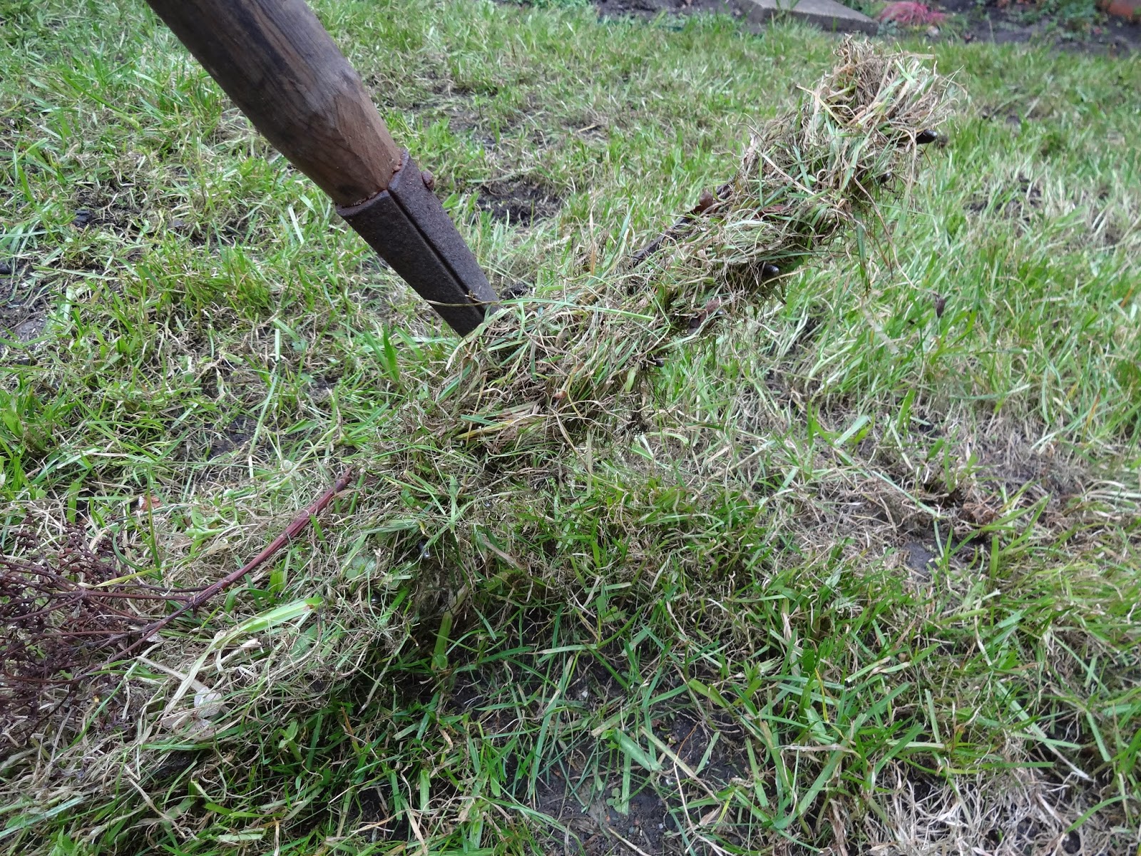 De-thatching the Lawn to Promote Grass Growth - Kezzabeth | DIY ...