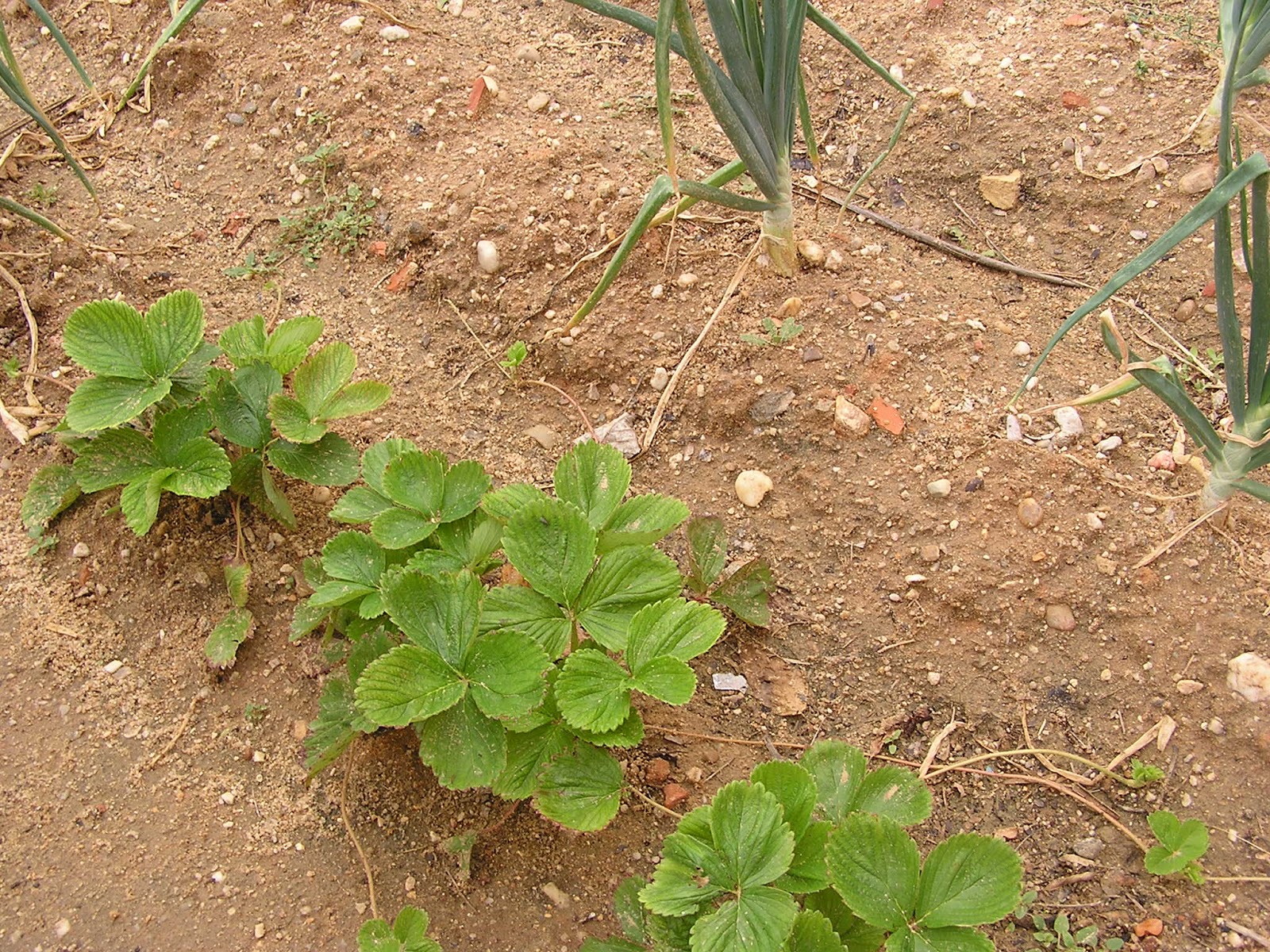 EL HUERTO DE MI ESCUELA: ESTOLONES DE FRESAS
