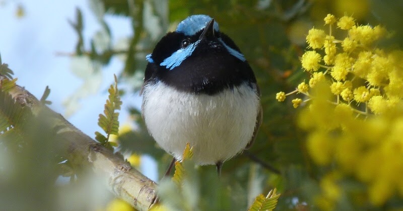 Ian Fraser, talking naturally: What a Superb, Splendid Creature! #1