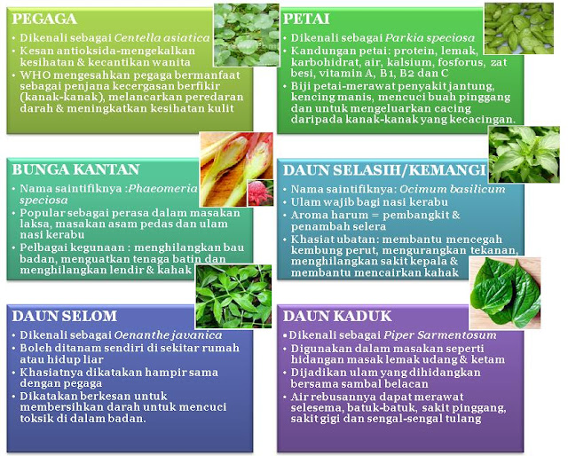 RAHSIA ULAM-ULAMAN YANG MENJADI KEGEMARAN ORANG KAMPUNG - Cantik Sihat ...