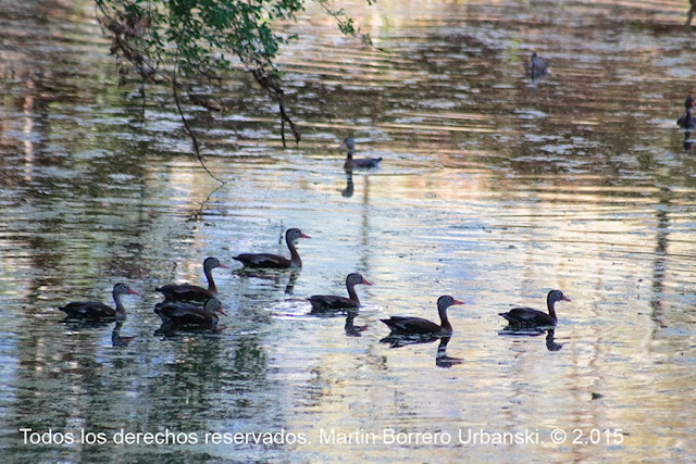 AVES DEL HUILA: PATOS