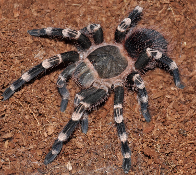 Uncle Tarantula: Giant White Knee