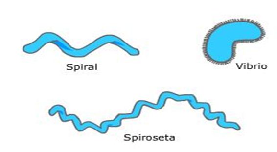 Klasifikasi Bakteri Berdasarkan Bentuknya | Materi Pak Pandani