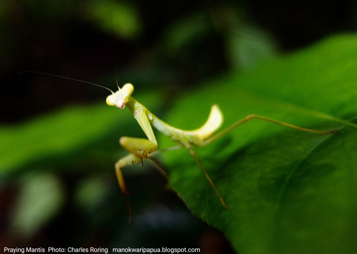 Birdwatching and Wildlife Watching in Indonesia's West Papua: Praying ...