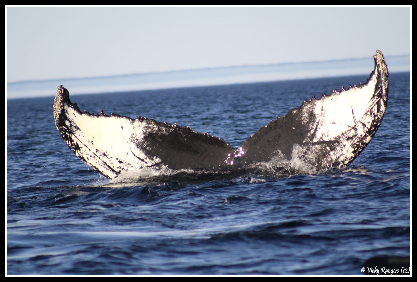 La faune et la flore du Québec en photos: Rorqual commun, Balaenoptera ...